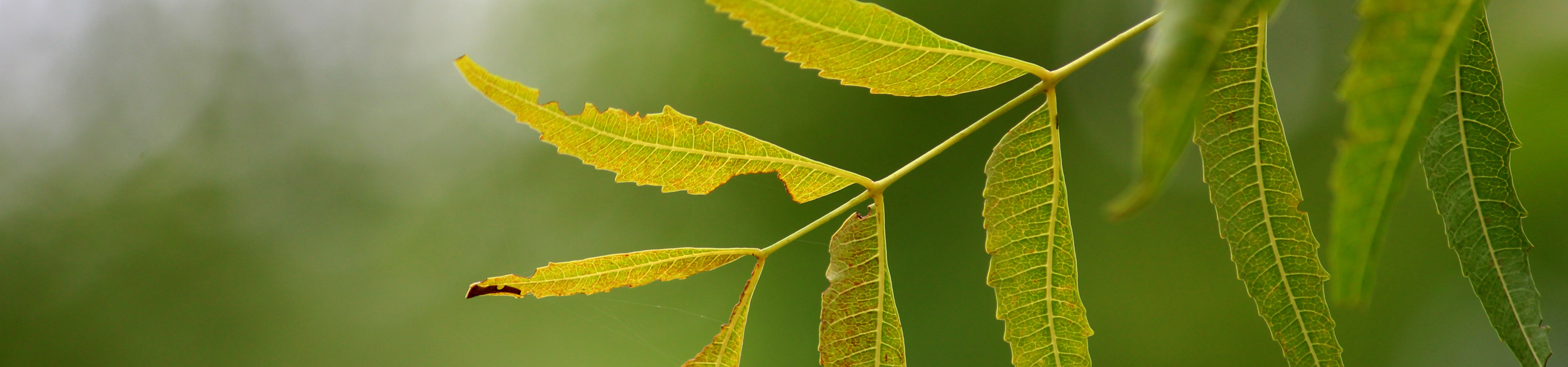 How to Use Neem Oil on Plants – Chica De Pora